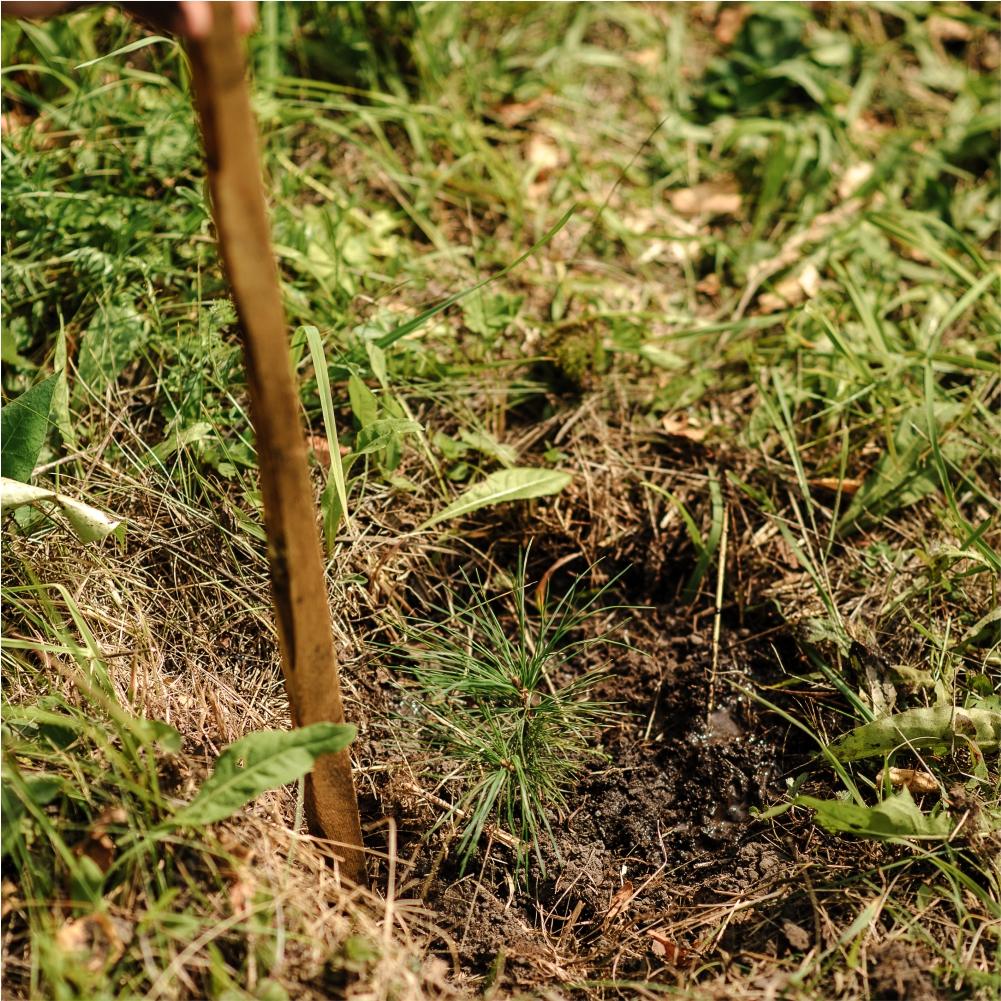 Plant your own Cedar tree. Instruction - MegreLLC