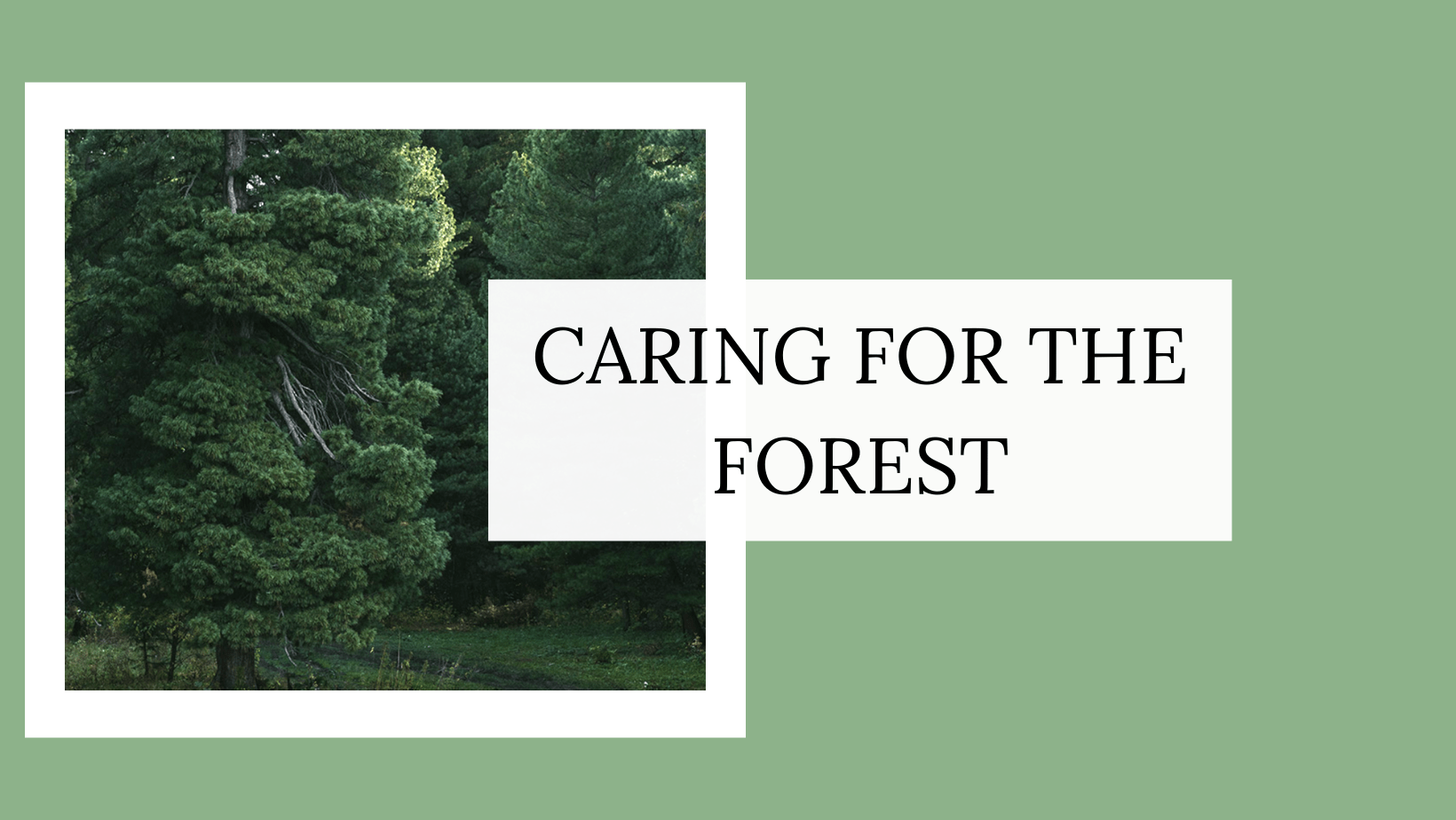 Our Mission: Caring for the Forest - MegreLLC