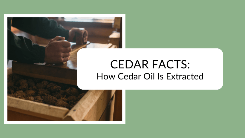 How Cedar Oil Is Extracted - MegreLLC