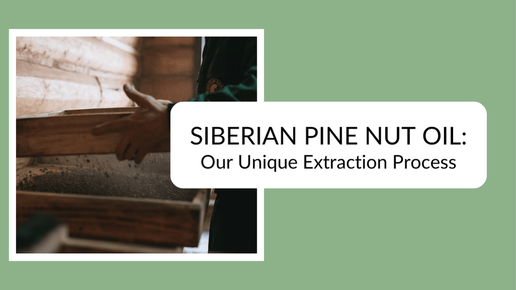 Siberian Pine Nut Oil - The Process Of Extraction - MegreLLC